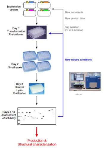 Production dans E. coli, purification et interaction de protéines à ...